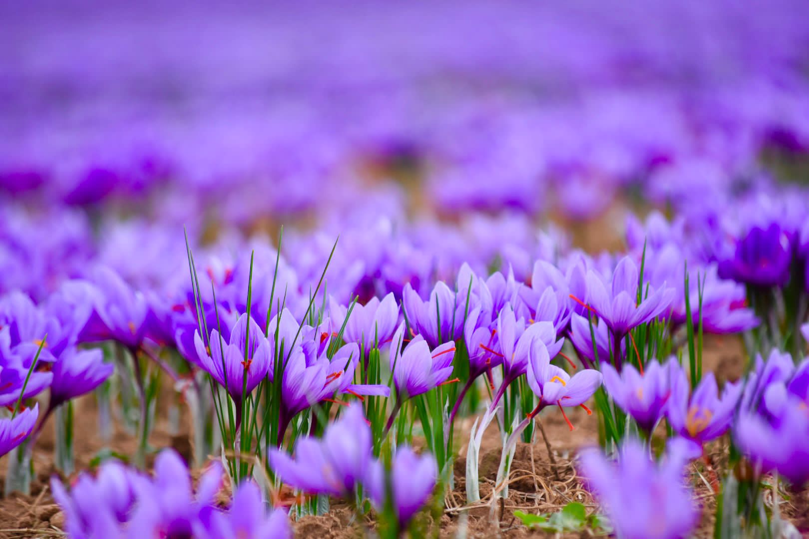 Inicio - OPAZ | Organización de productores de Azafrán