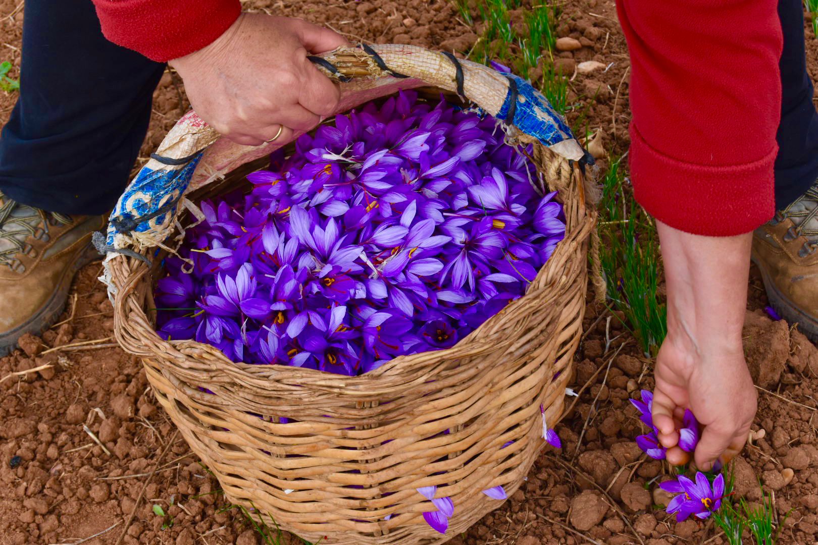 Inicio - OPAZ | Organización de productores de Azafrán