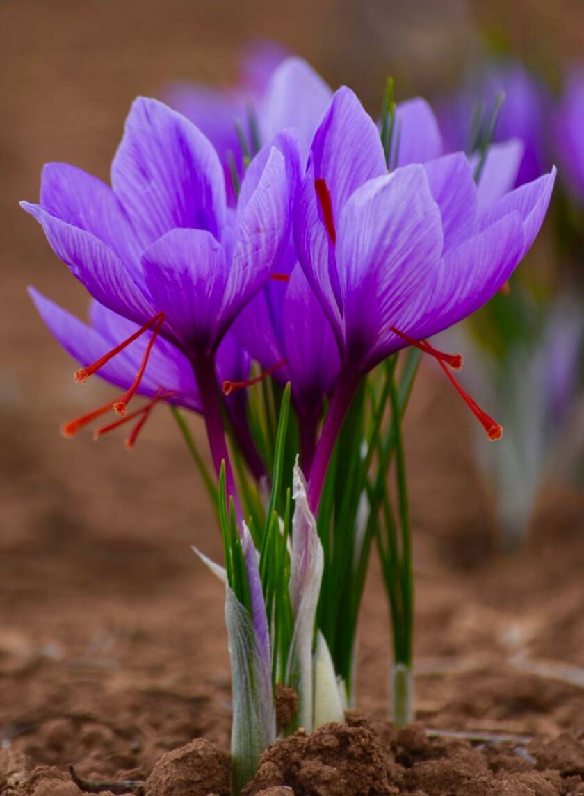 Historia del Azafrán - OPAZ | Organización de productores de Azafrán